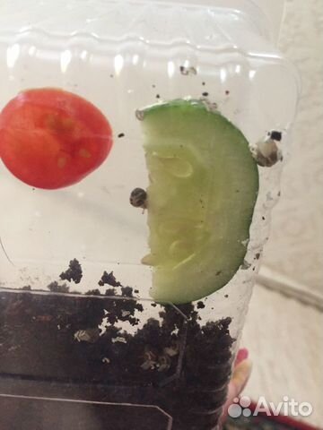 Улитка Ахатина