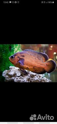 Астронотус