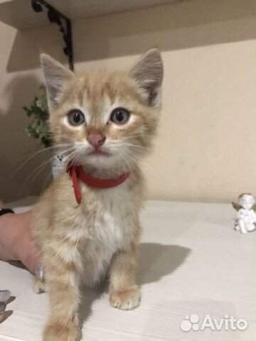 Маленькое рыжее чудо