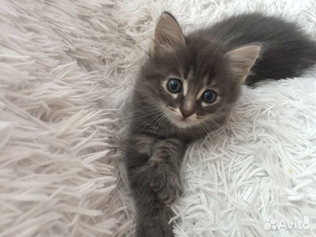 Котята в добрые руки (2 месяца)