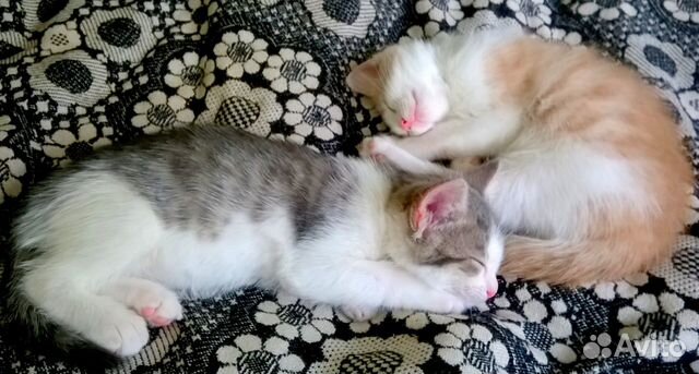Кот кошка, котята, рыжий кот, серая кошка 2 месяца