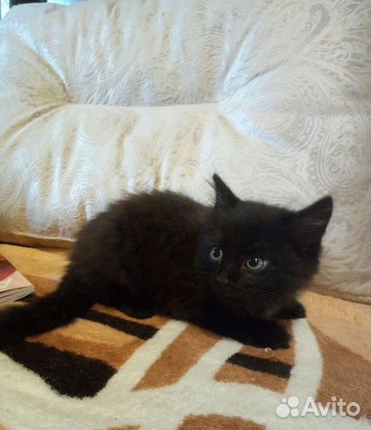 Катенок, мальчик.Маленький пушистый друг