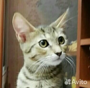 Котенок Смайлик, 6 месяцев
