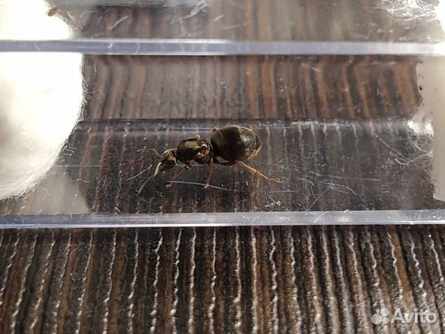 Муравьи Lasius