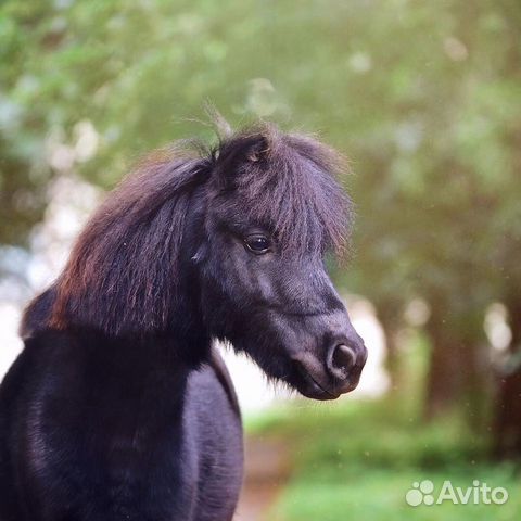 Продажа пони