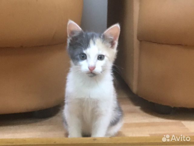 Котенок -девочка-трёхцветка