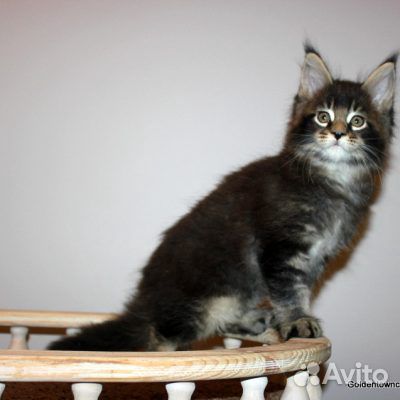 Мейн-кунята котята