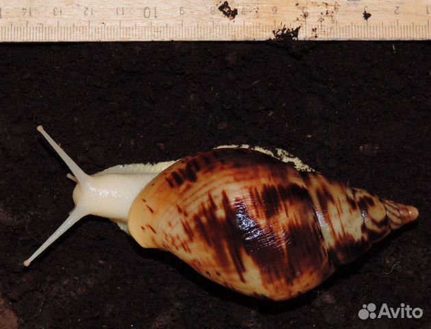 Ахатина Ретикулята