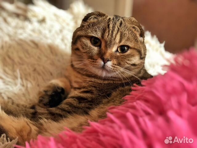 Вязка