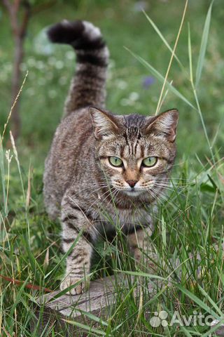 Кошка ищет дом