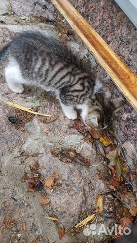 Отдам лесных котят