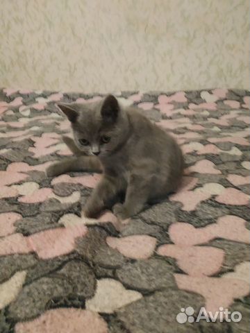 Плюшевая красотка ищет хозяев