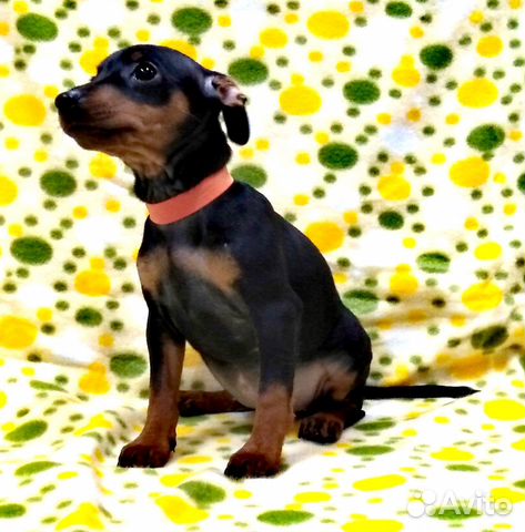 Девочка цвергпинчера