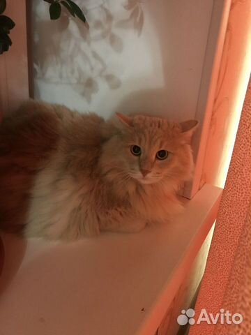 Отдам котика