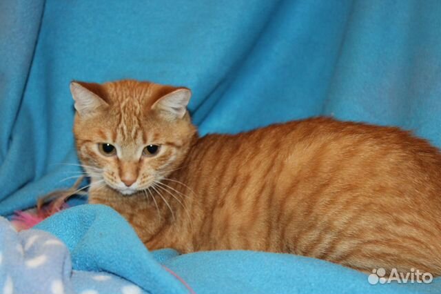 Красавчик Джонни