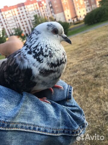 Голубь бесплатно