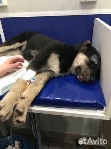 Отдадим пса (собаку )