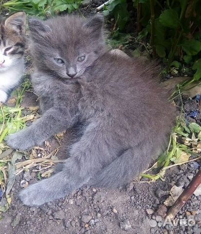 Котенок Нибелунг