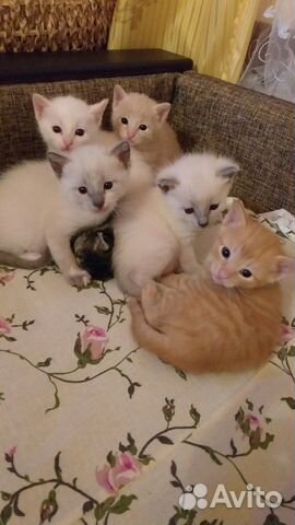 Котята в добрые руки