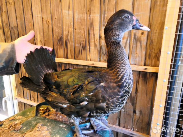 Мускусная утка