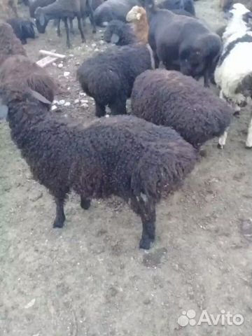 Барани эдельбаевские парода чиста кров