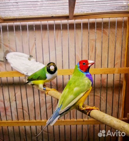 Амадины Гульда