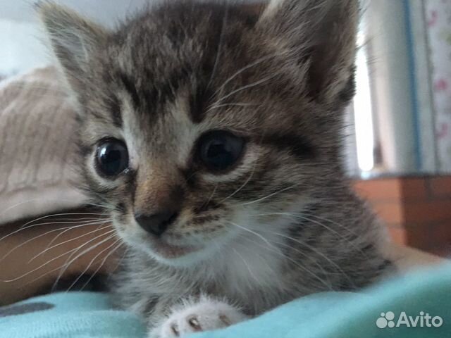 Котёнок 1 месяц. Бесплатно