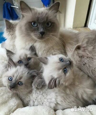 Продам котят