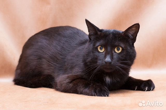 Кот Гоги в добрые руки