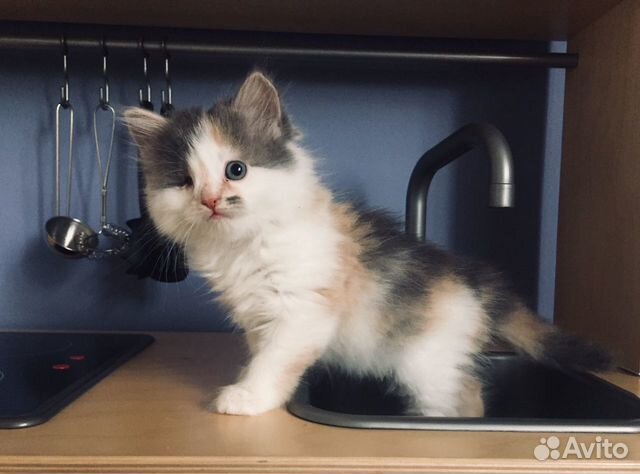Котенок