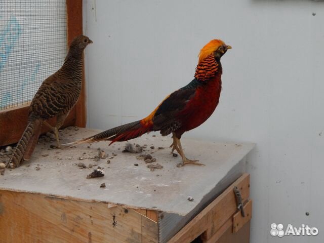 Золотые фазаны