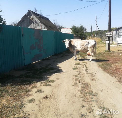 Корова и телочка