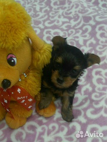 Девочка Йорширского терьера