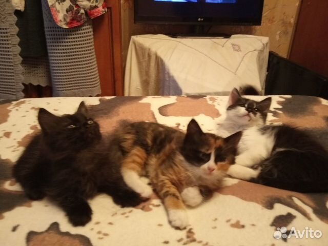 Котята