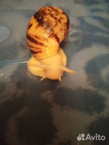 Продаю улитку ахатину