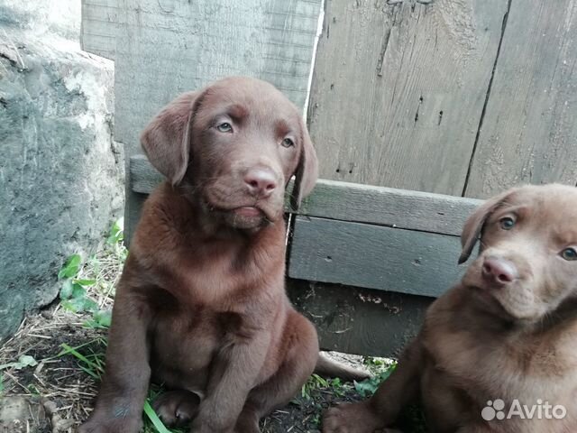 Шоколадный лабрадорчик с родословной