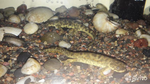 Аквариум с тритонами