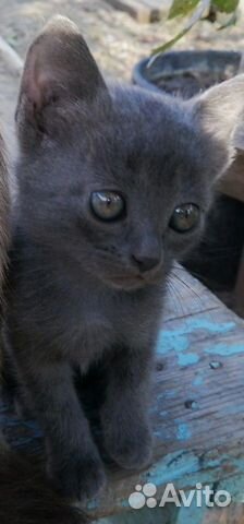 Котята
