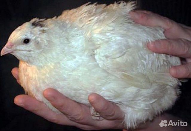 Перепела несушки, Техасец утяжеленный