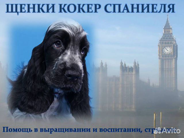 Щенки английского кокер спаниеля
