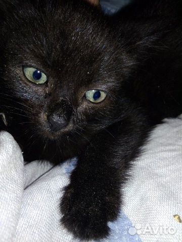 Маленький Брунет ищет дом