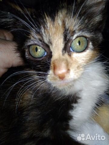 Трехцветное счастье Феличита ищет маму