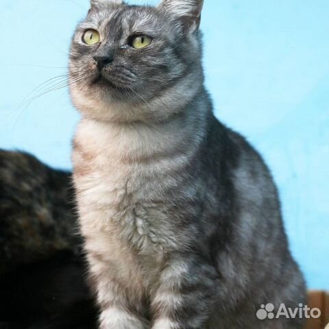 Кошка в добрые руки