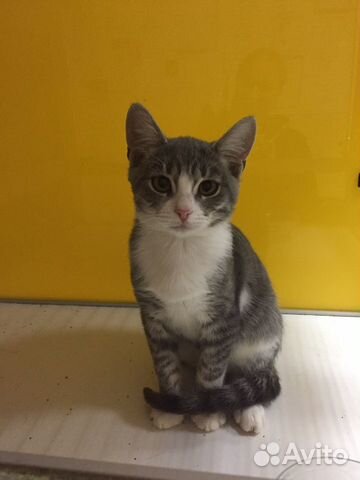 Котенок Капитоша 3 месяца