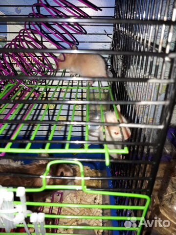 Сирийские хоми