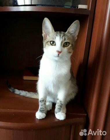 Кото-ребенок, 5,5 месяцев