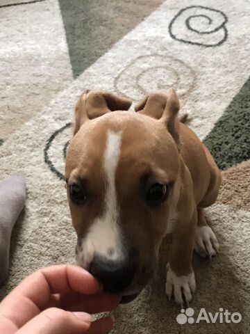 Продам щенка стаффа