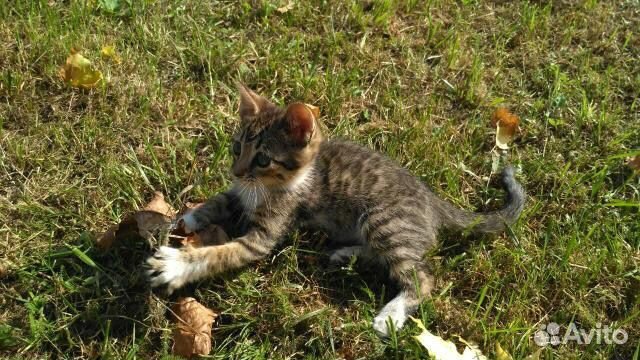 Котята бенгалы