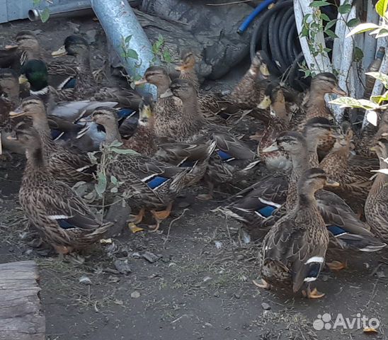 Утка кряква