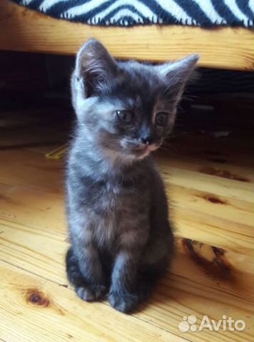 Котёнок девочка